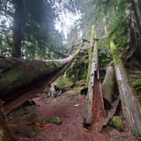 Skookum Flats Trail, Washington - 997 Reviews, Map | AllTrails