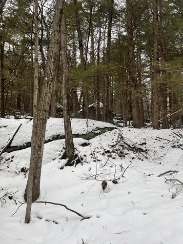 Best Hikes and Trails in Fox State Forest | AllTrails