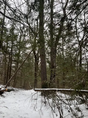 Best Hikes and Trails in Fox State Forest | AllTrails