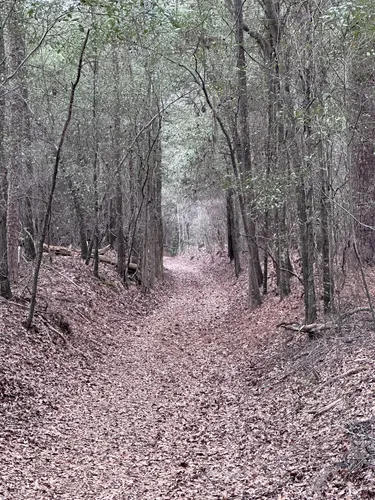 Best Hikes and Trails in Redcliffe Plantation State Historic Site ...