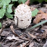 Lost Lake Nature Trail, California - 183 Reviews, Map | AllTrails