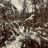 Batsto Lake Trail, New Jersey - 1,583 Reviews, Map | AllTrails