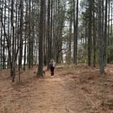 Harris Lake Peninsula Trail, North Carolina - 1,836 Reviews, Map ...