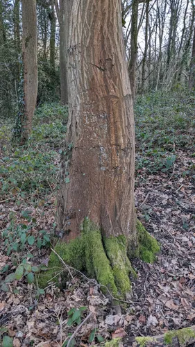 Best Forest Trails in Forêt de Carnelle | AllTrails