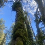 Big Tree Ridge Trail, Washington - 481 Reviews, Map | AllTrails