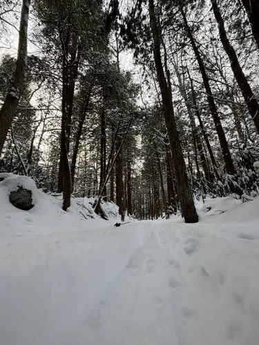 Best Easy Trails in Forbes State Forest | AllTrails