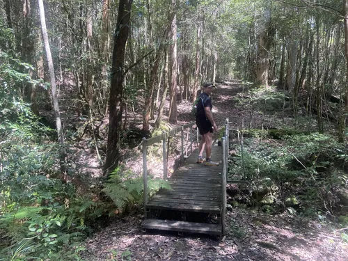 Best Hikes and Trails in Ourimbah State Forest | AllTrails