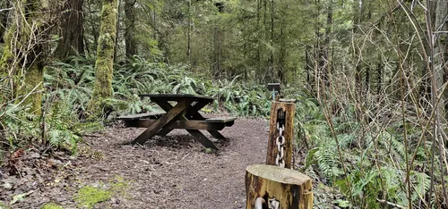 Best Forest Trails in Port Ludlow | AllTrails