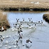 Barn Island Wildlife Management Area Trail, Connecticut - 715 Reviews ...