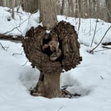 Giuffrida Park Loop, Connecticut - 1,627 Reviews, Map | AllTrails