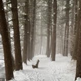 Giuffrida Park Loop, Connecticut - 1,627 Reviews, Map | AllTrails