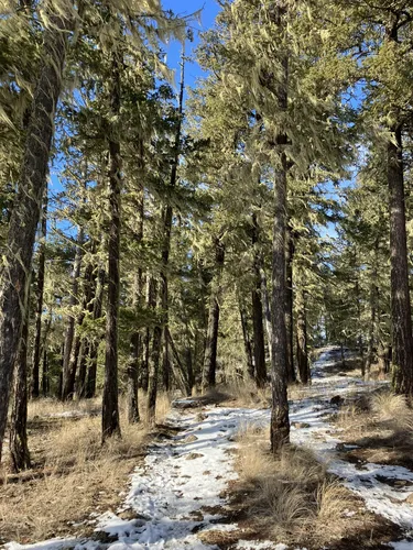 Best Forest Trails in Fox Mountain | AllTrails