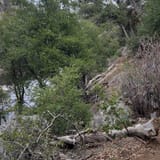 Johnsondale Bridge River Trail, California - 722 Reviews, Map | AllTrails