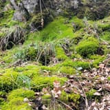 Johnsondale Bridge River Trail, California - 722 Reviews, Map | AllTrails