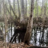 Richloam Wildlife Management Area, Florida - 61 Reviews, Map | AllTrails