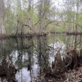 Richloam Wildlife Management Area, Florida - 61 Reviews, Map | AllTrails