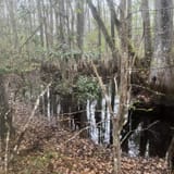 Richloam Wildlife Management Area, Florida - 61 Reviews, Map | AllTrails