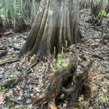 Richloam Wildlife Management Area, Florida - 61 Reviews, Map | AllTrails