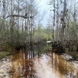 Richloam Wildlife Management Area, Florida - 61 Reviews, Map | AllTrails