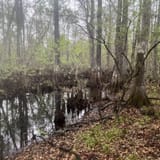 Richloam Wildlife Management Area, Florida - 61 Reviews, Map | AllTrails