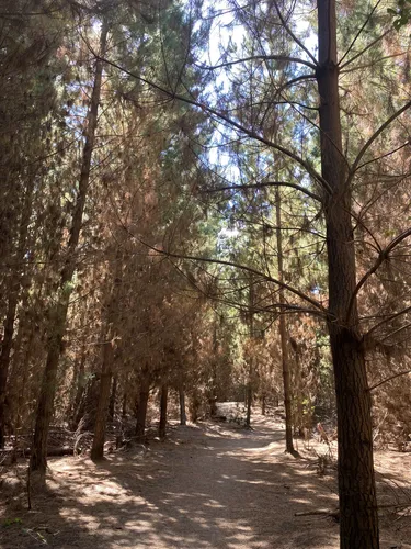 Best Forest Trails in Bottle Lake Forest Park | AllTrails