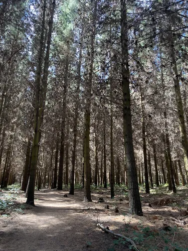 Best Forest Trails in Bottle Lake Forest Park | AllTrails