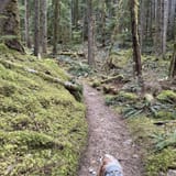 Middle Fork Snoqualmie River Trail, Washington - 1,017 Reviews, Map ...