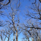 Van Patten Woods Forest Preserve Loop, Illinois - 751 Reviews, Map ...