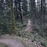 Big Tree Ridge Trail, Washington - 618 Reviews, Map | AllTrails