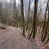 Big Tree Ridge Trail, Washington - 618 Reviews, Map | AllTrails