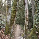 Big Tree Ridge Trail, Washington - 618 Reviews, Map | AllTrails