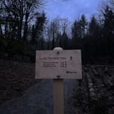 Big Tree Ridge Trail, Washington - 600 Reviews, Map | AllTrails