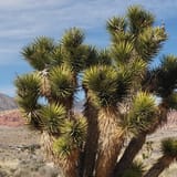 Fossil Ridge Loop, Nevada - 831 Reviews, Map | AllTrails