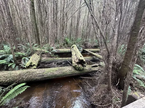 Best Hikes and Trails in Ada River Sawmill Historical and Cultural ...