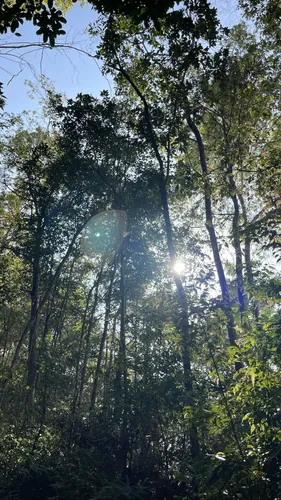 Best Hikes and Trails in Bukit Panau Recreational Forest | AllTrails