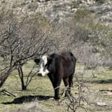 Chiva Falls Trail, Arizona - 356 Reviews, Map | AllTrails