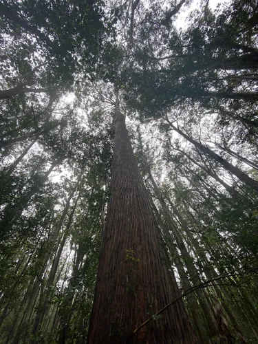 Best Hikes and Trails in Kalopa State Recreation Area | AllTrails