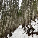 Mount Washington Trail, Washington - 2,694 Reviews, Map | AllTrails