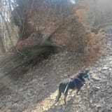 Stringers Ridge via Blue Trail, Tennessee - 1,997 Reviews, Map | AllTrails