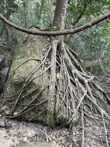 Best Hikes and Trails in Tai Po Kau Nature Reserve | AllTrails