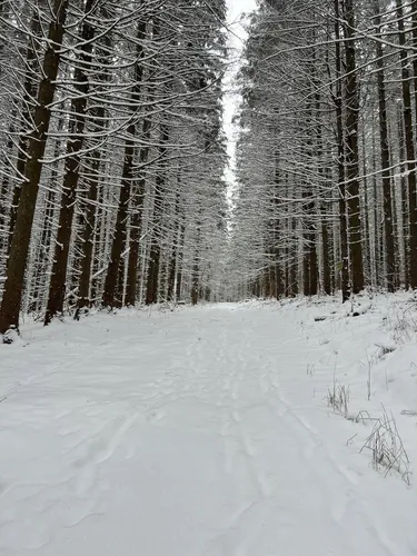 Best Hikes and Trails in Heiberg Memorial Forest | AllTrails