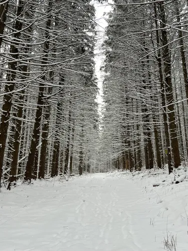 Best Hikes and Trails in Heiberg Memorial Forest | AllTrails