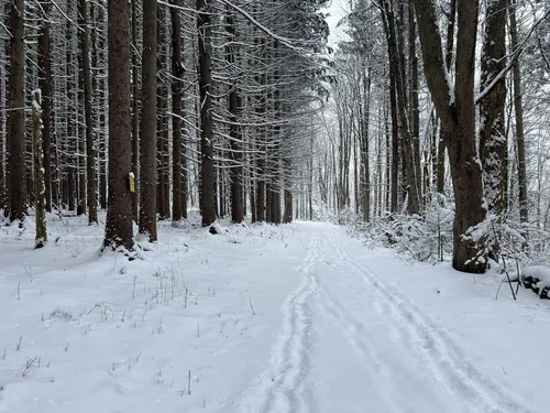 Best Hikes and Trails in Heiberg Memorial Forest | AllTrails