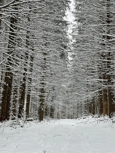 Best Hikes and Trails in Heiberg Memorial Forest | AllTrails