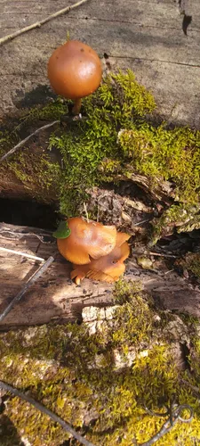 Best Hikes and Trails in Chapman Mountain Nature Preserve | AllTrails