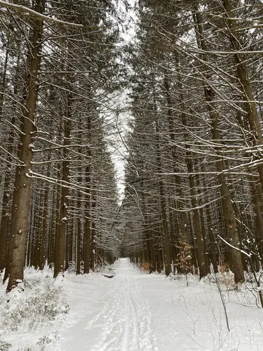 Best Hikes and Trails in Heiberg Memorial Forest | AllTrails