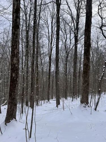 Best Hikes and Trails in Bush Hill State Forest | AllTrails
