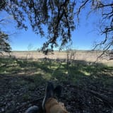 Muleshoe Bend Trail, Texas - 396 Reviews, Map | AllTrails