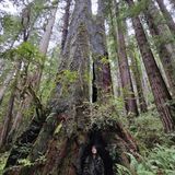 Big Tree via Karl Knapp and Cathedral Trees Loop, California - 668 ...