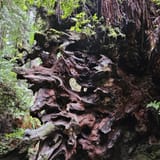 Big Tree via Karl Knapp and Cathedral Trees Loop, California - 618 ...